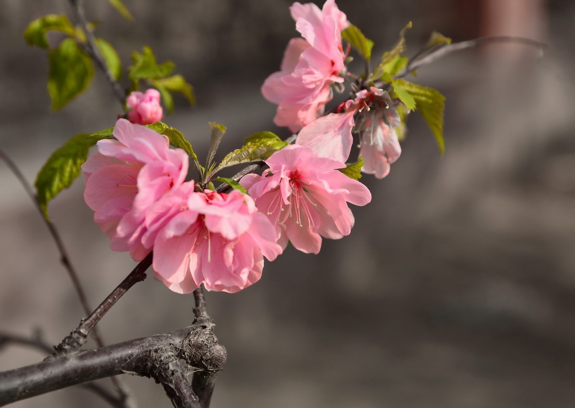 2024014 春梅绽放-中关村在线摄影论坛