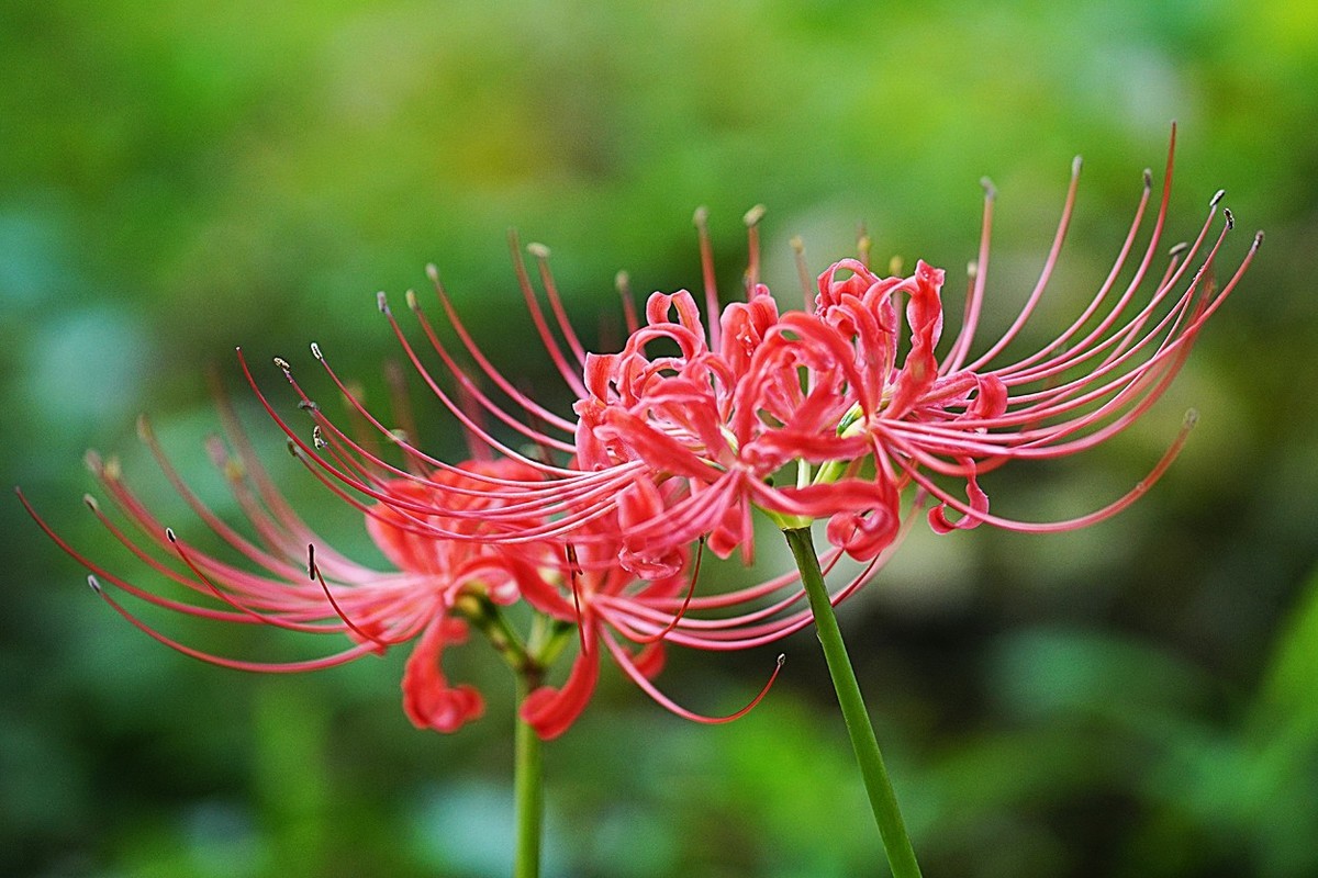 彼岸花（六）-中关村在线摄影论坛