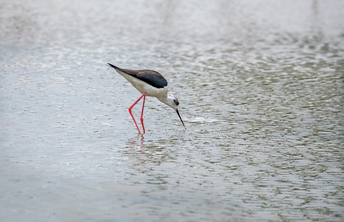 黑翅长脚鹬（二十七）-中关村在线摄影论坛