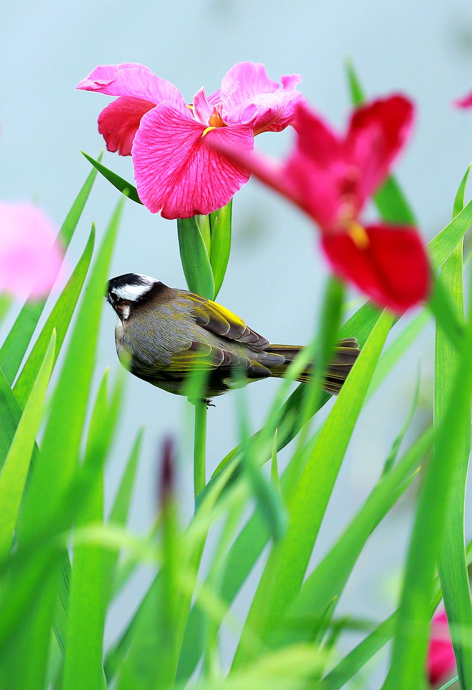 白头翁 (2)-中关村在线摄影论坛