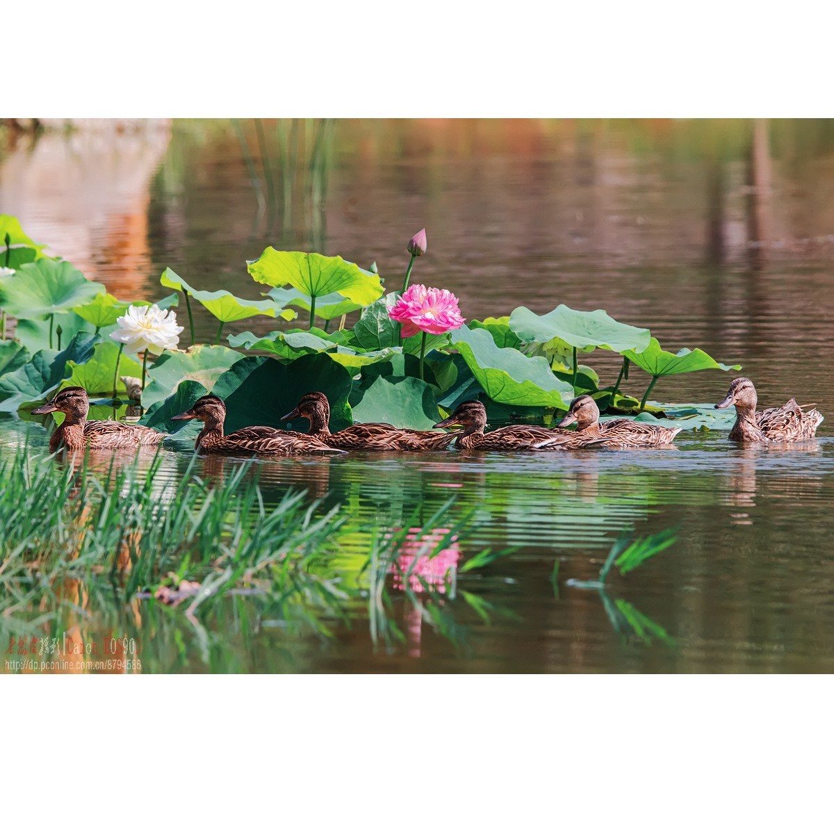 荷花池的鸟-中关村在线摄影论坛