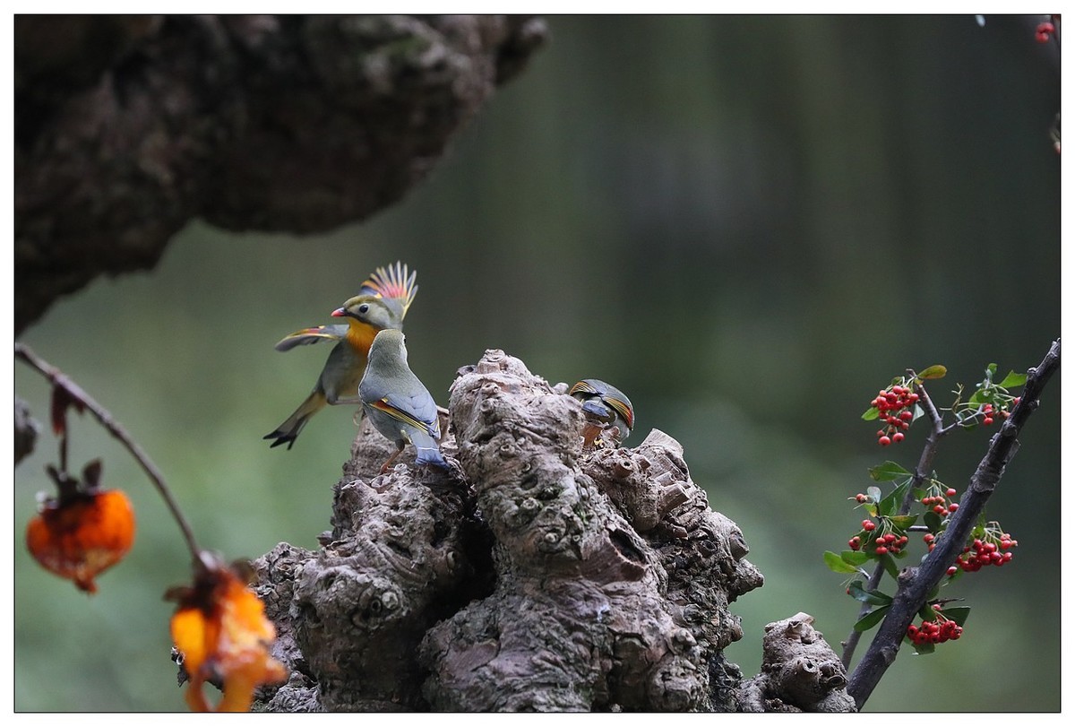 回归的相思鸟（三十三）祝影友们：元旦快乐-中关村在线摄影论坛