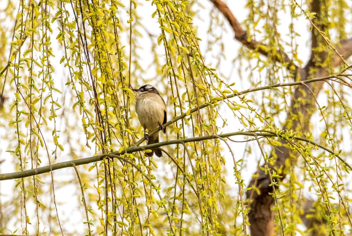 白头鹎（六）-中关村在线摄影论坛