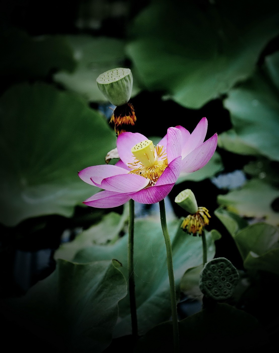 本溪聚丰园---荷花-中关村在线摄影论坛