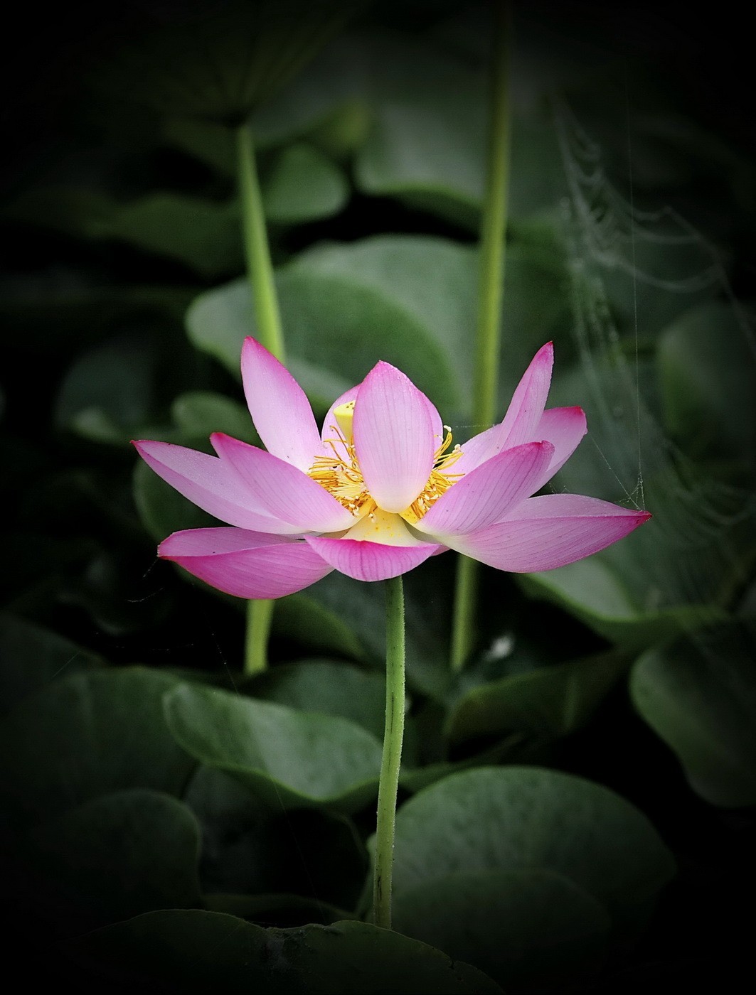 本溪聚丰园---荷花-中关村在线摄影论坛