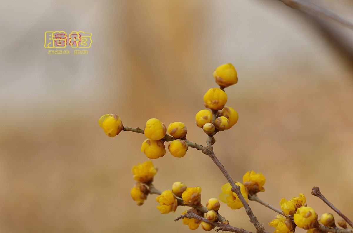 腊梅 18【2023-0179】-中关村在线摄影论坛