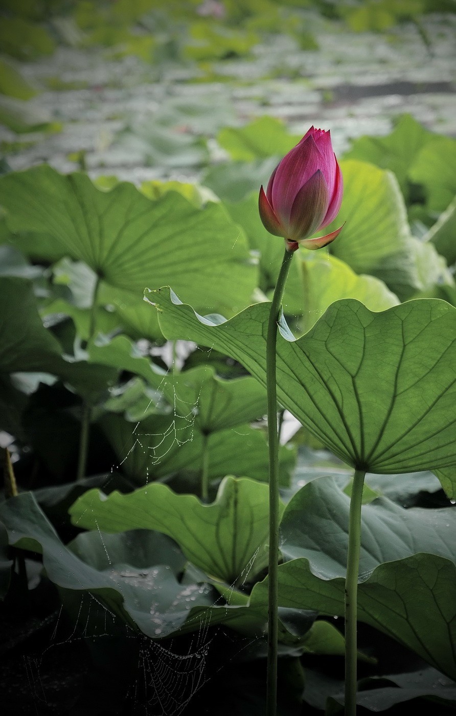 本溪聚丰园---荷花-中关村在线摄影论坛