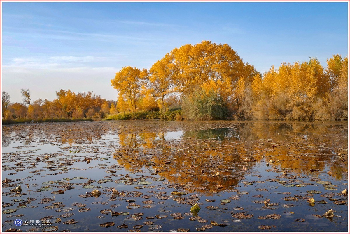 2024-（205）泽普金胡杨林公园（一）-中关村在线摄影论坛