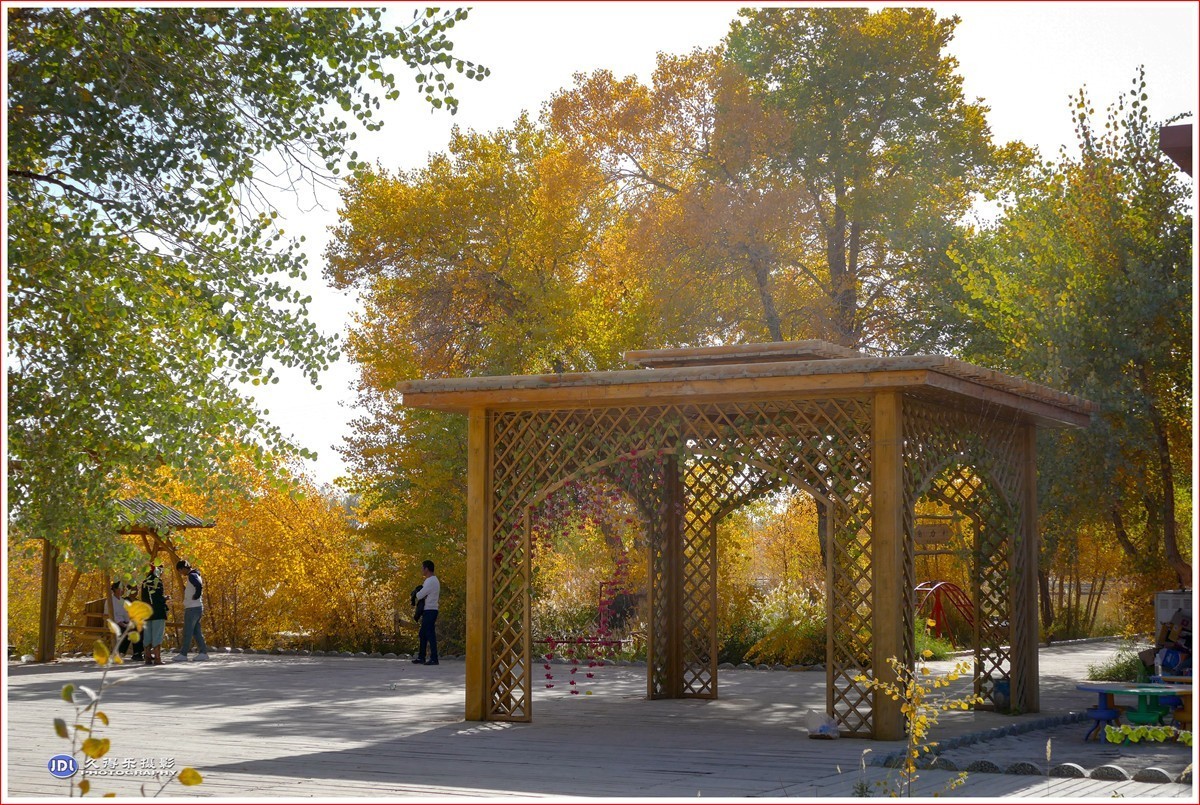 2024-（206）泽普金胡杨林公园（二）-中关村在线摄影论坛