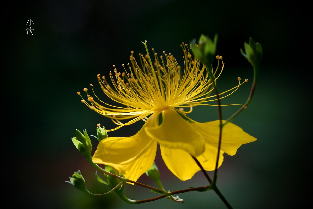 初夏-小满-中关村在线摄影论坛