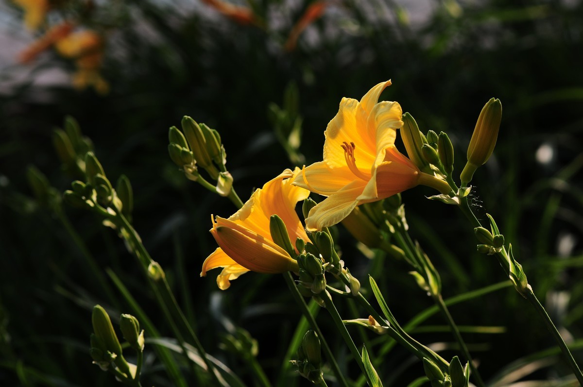 萱草-中关村在线摄影论坛