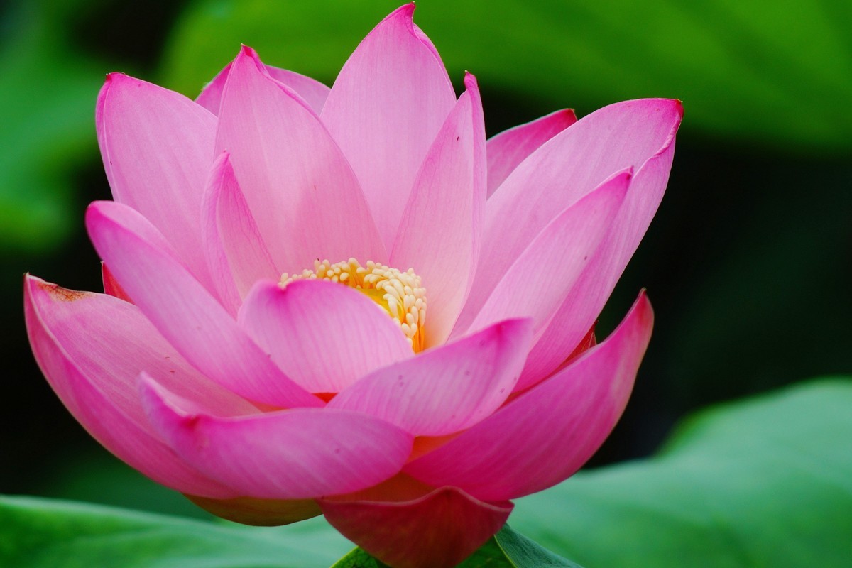 又是一年荷花开〖一〗-中关村在线摄影论坛