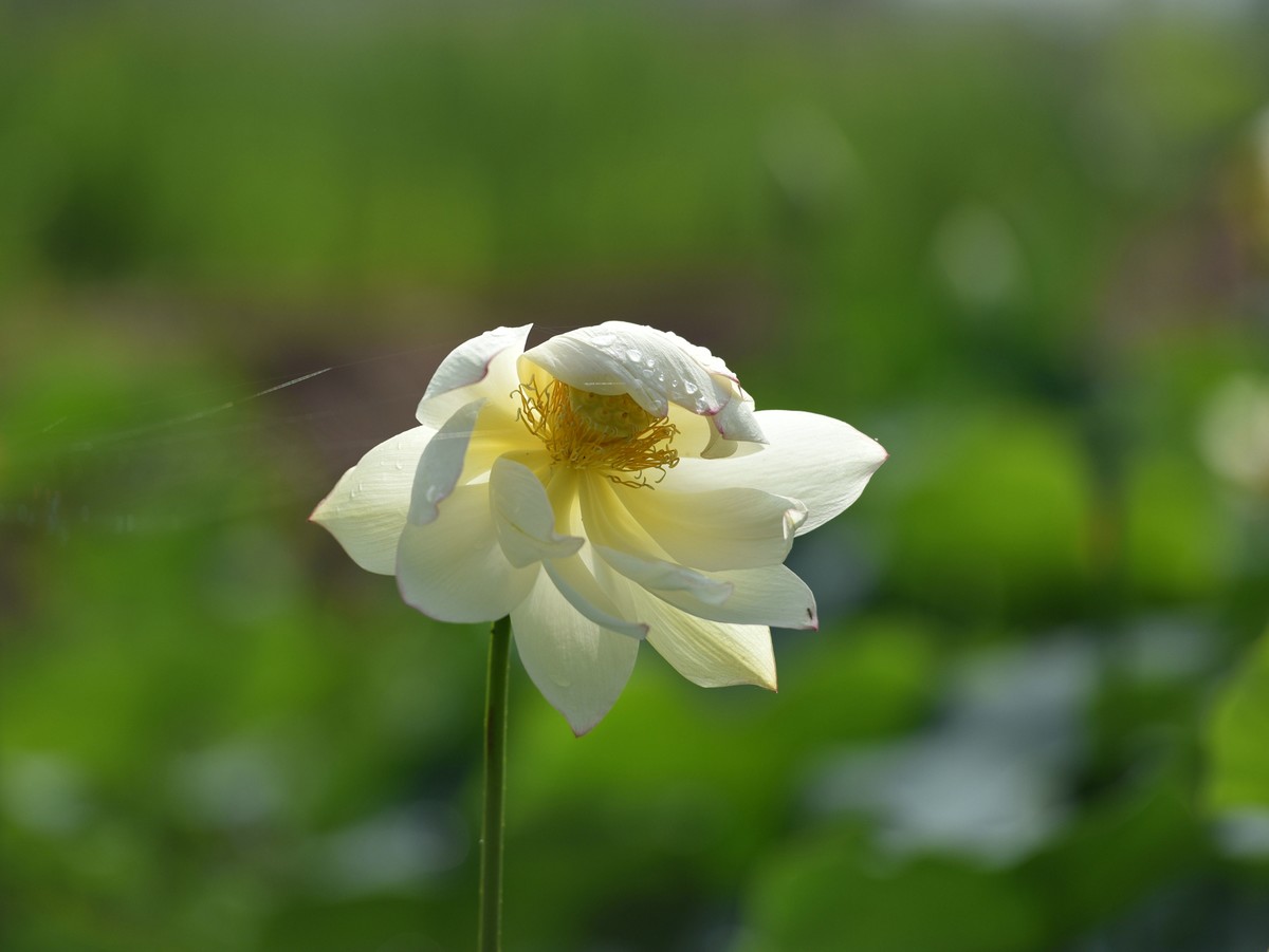 秋荷-中关村在线摄影论坛