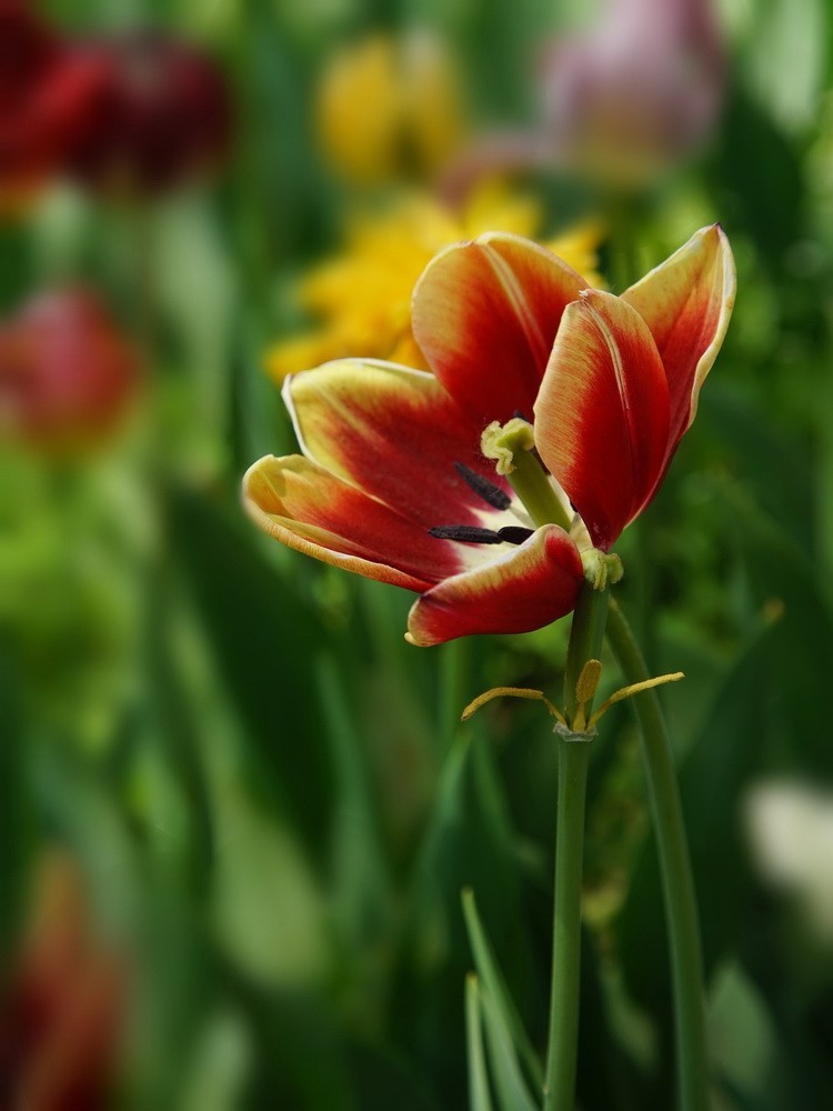 2024014 郁金香-中关村在线摄影论坛