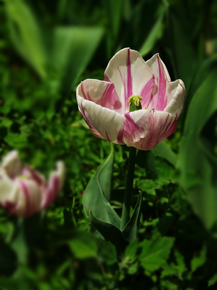 2024014 郁金香-中关村在线摄影论坛