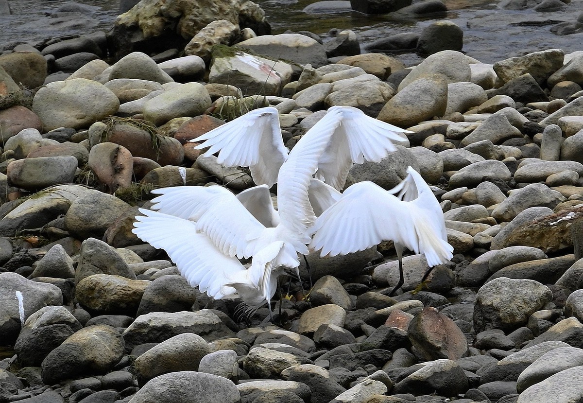 争夺-中关村在线摄影论坛