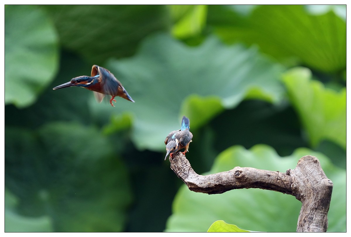 荷塘--温柔乡里的爱情-中关村在线摄影论坛
