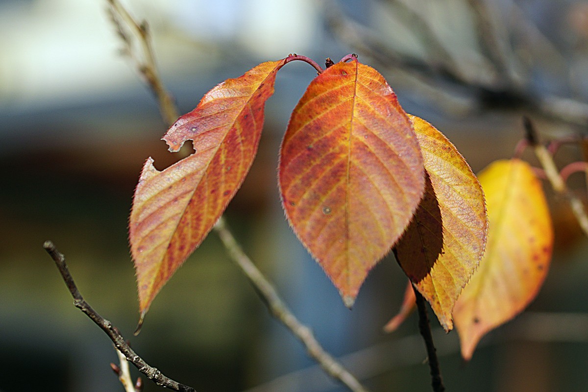 斑斓秋色（三）-中关村在线摄影论坛
