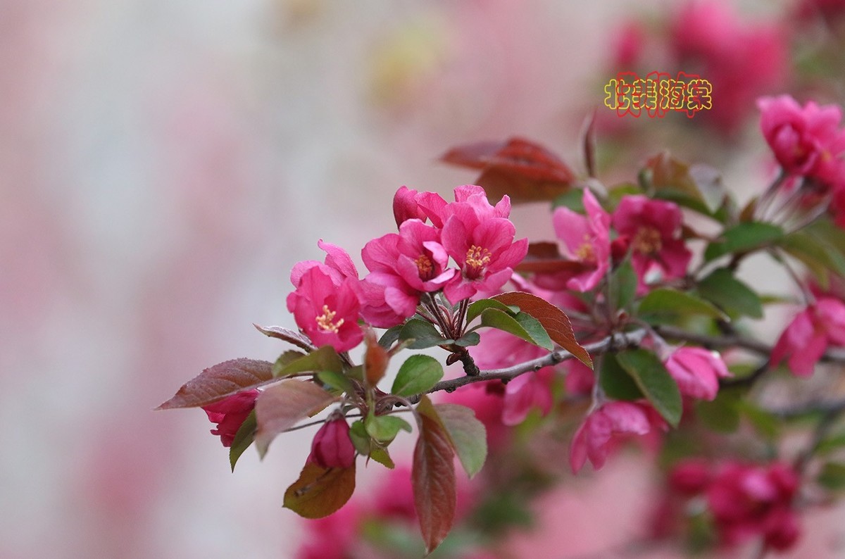 北美海棠 9【2023-0345】-中关村在线摄影论坛