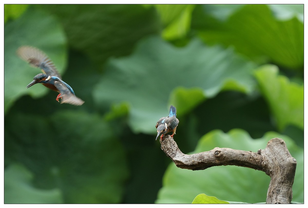 荷塘--温柔乡里的爱情-中关村在线摄影论坛