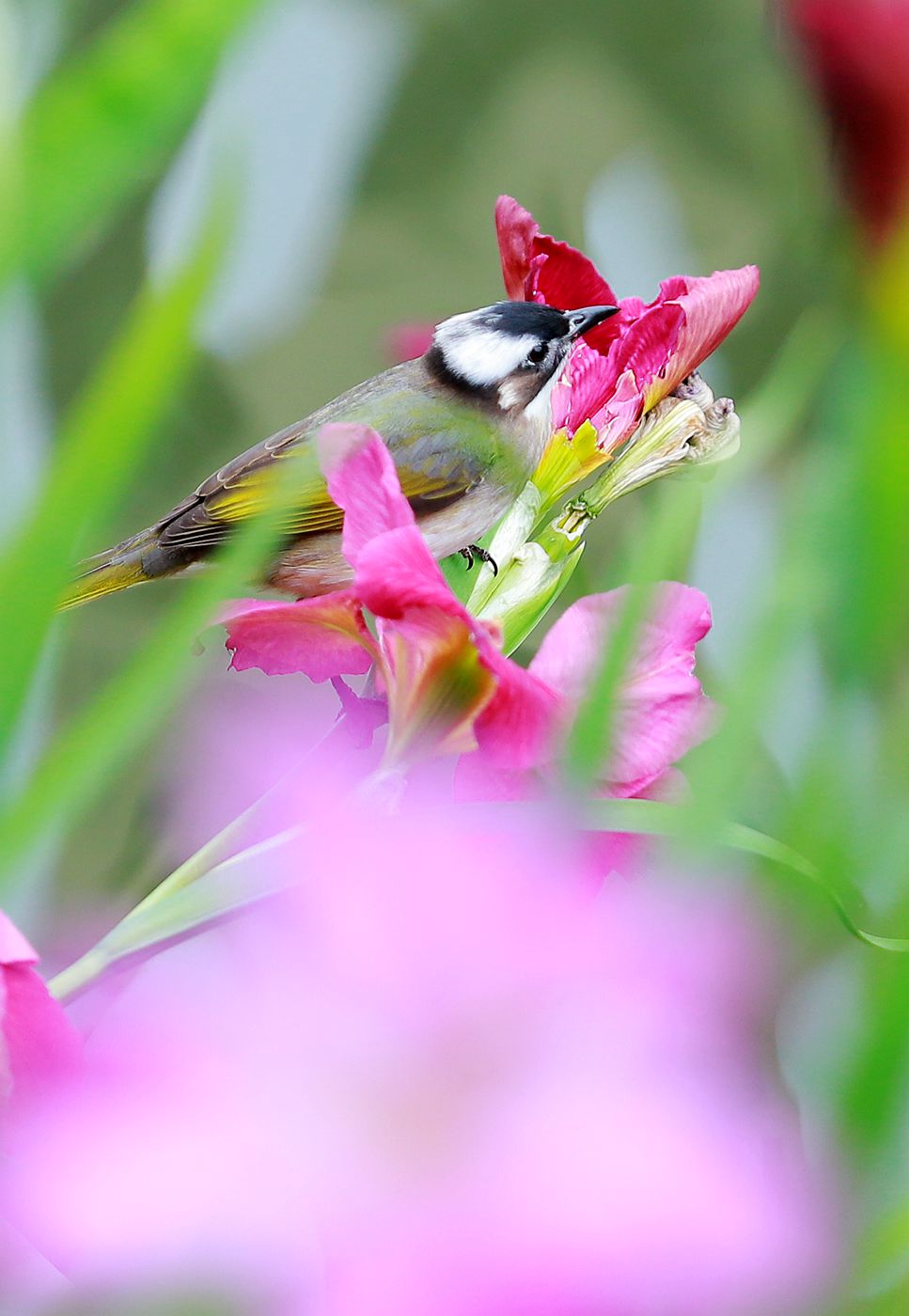 白头翁 (3)-中关村在线摄影论坛