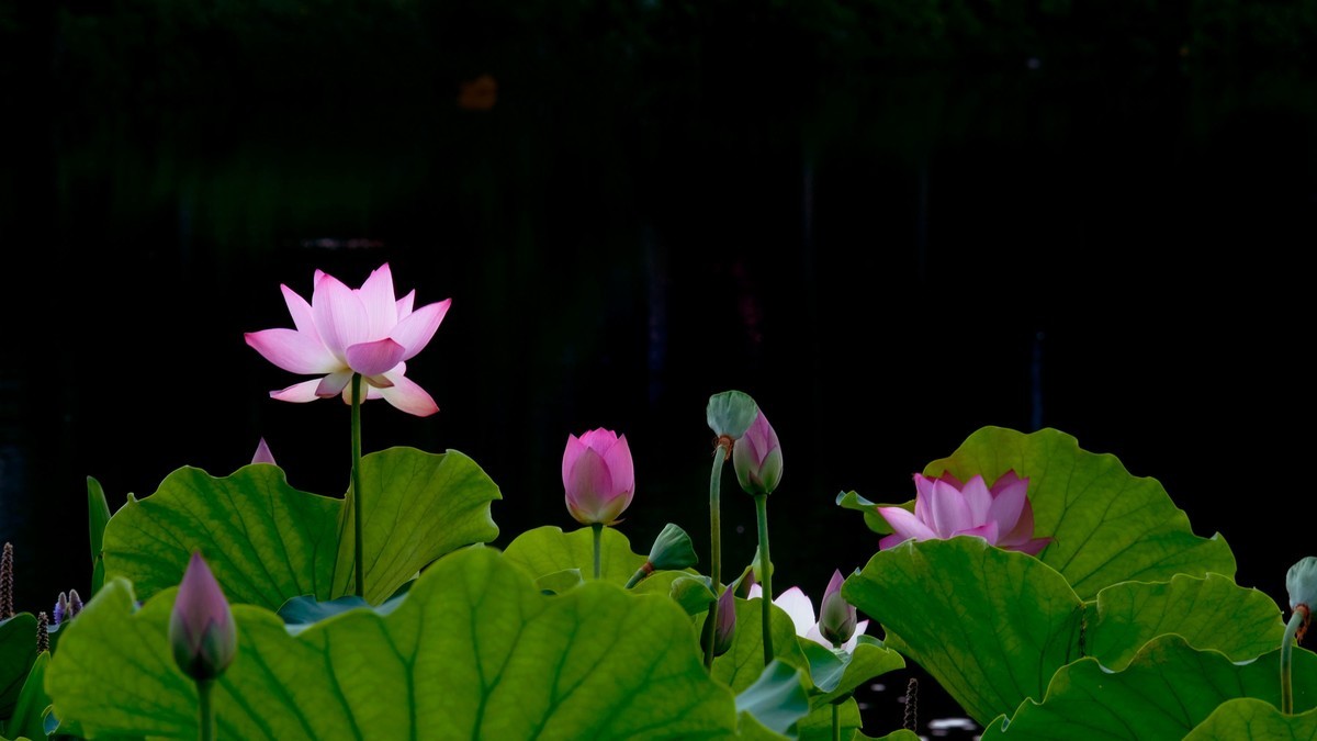 荷塘光影-中关村在线摄影论坛