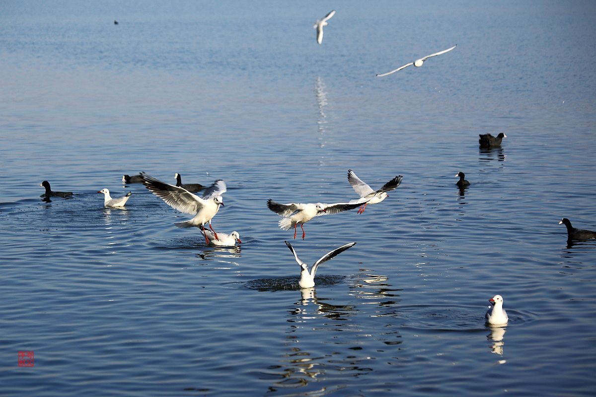 西昌邛海银沙滩（十二）-中关村在线摄影论坛