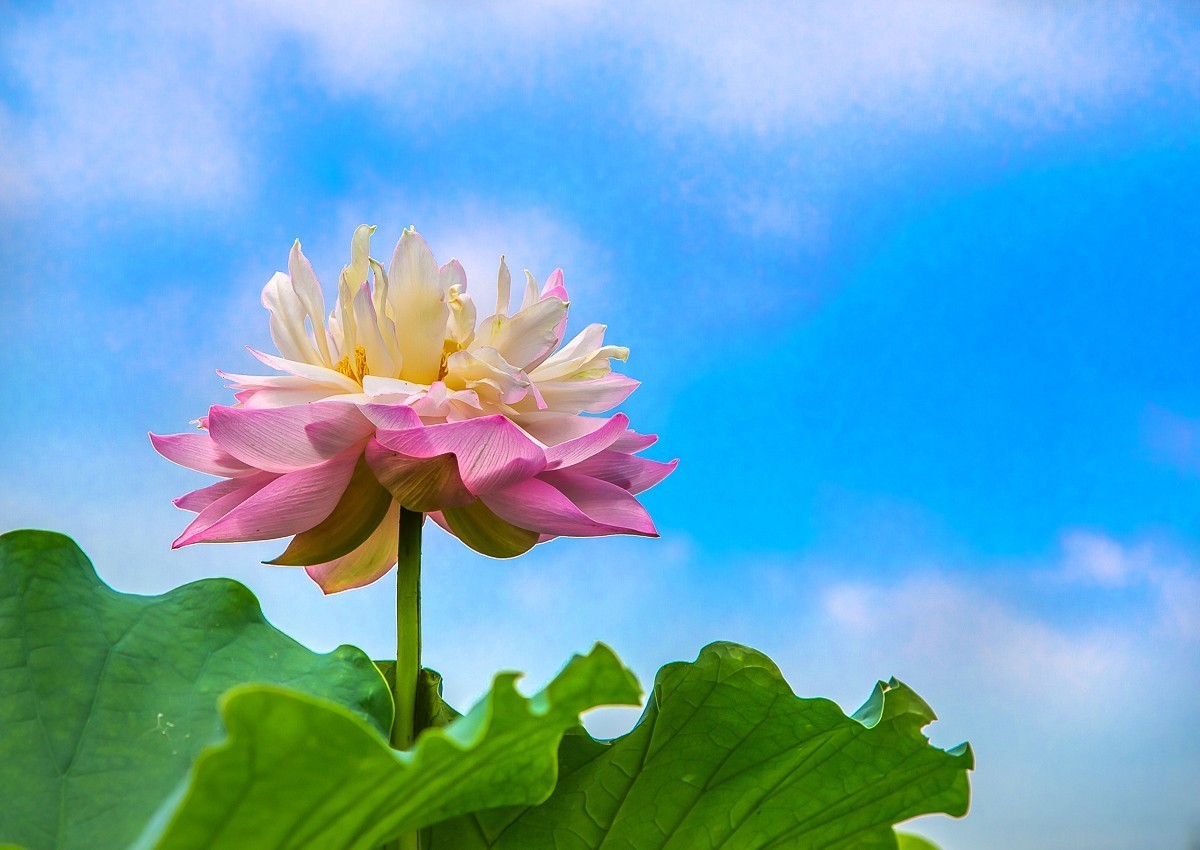 2023-08-02南京西梗莲乡荷花（五）-中关村在线摄影论坛