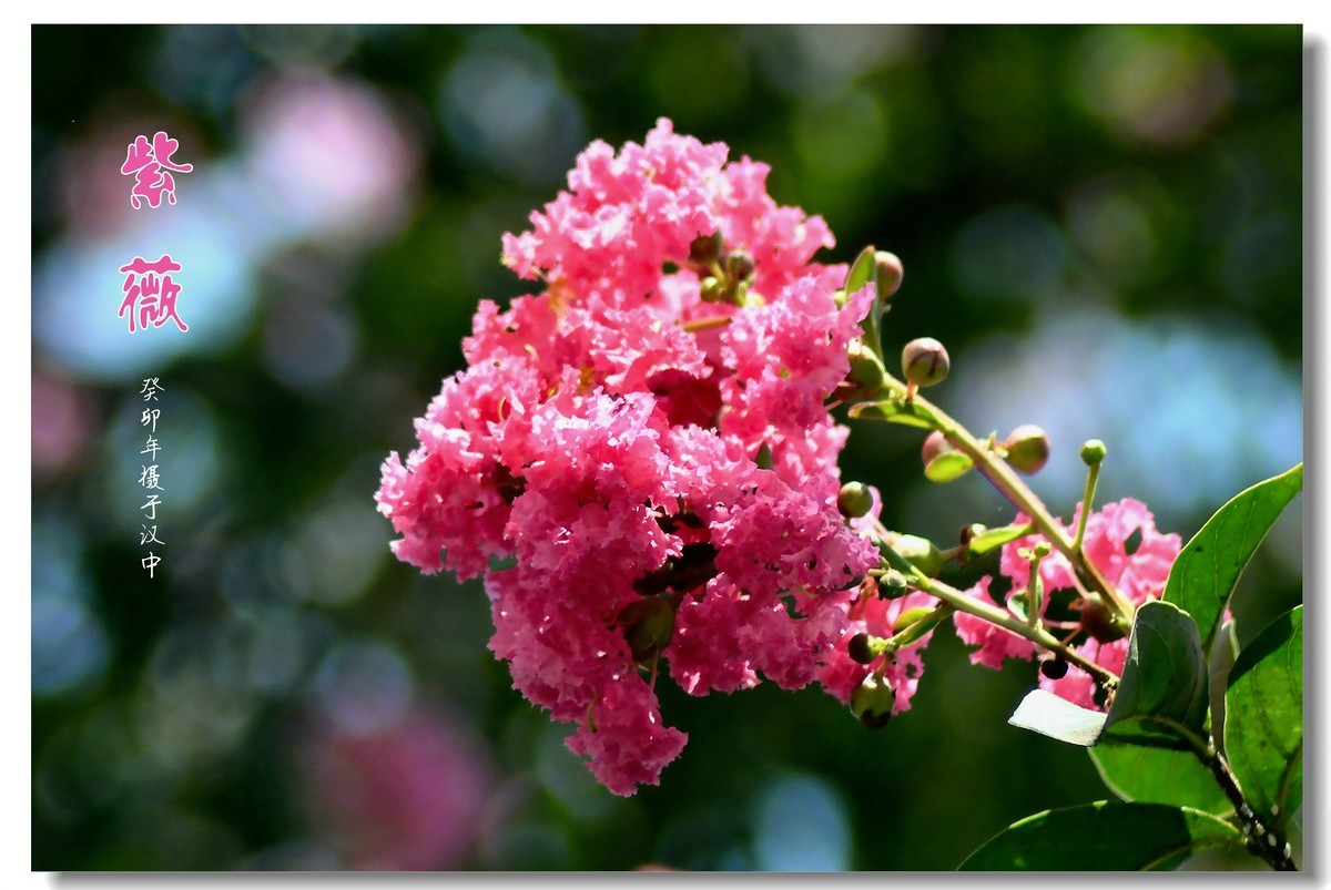 紫薇花（2023221）-中关村在线摄影论坛
