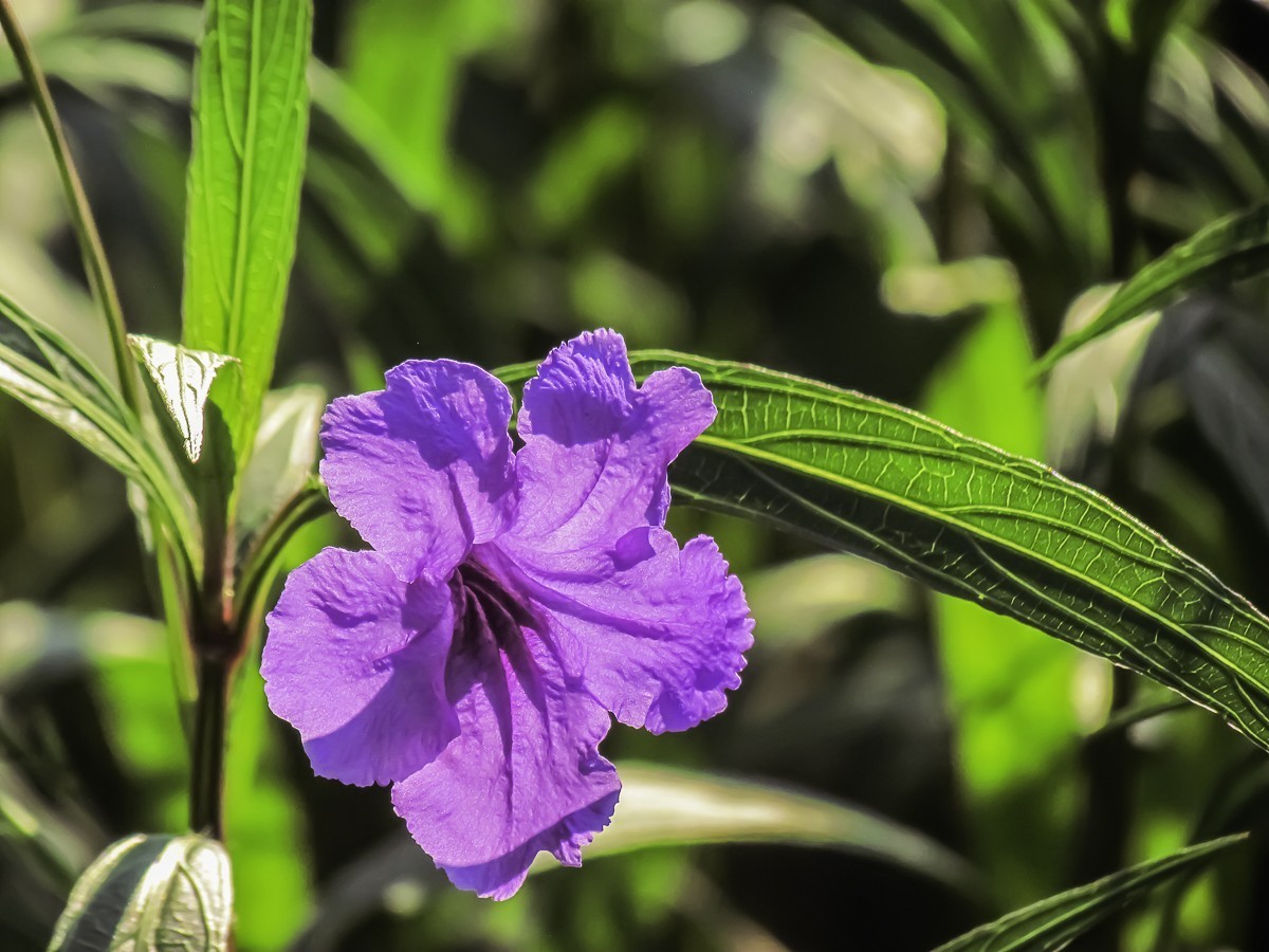 蓝花草-中关村在线摄影论坛