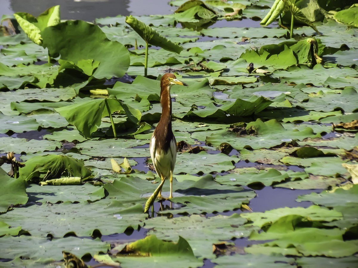 鹭鸟-中关村在线摄影论坛