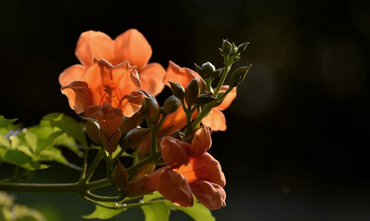 凌霄-中关村在线摄影论坛
