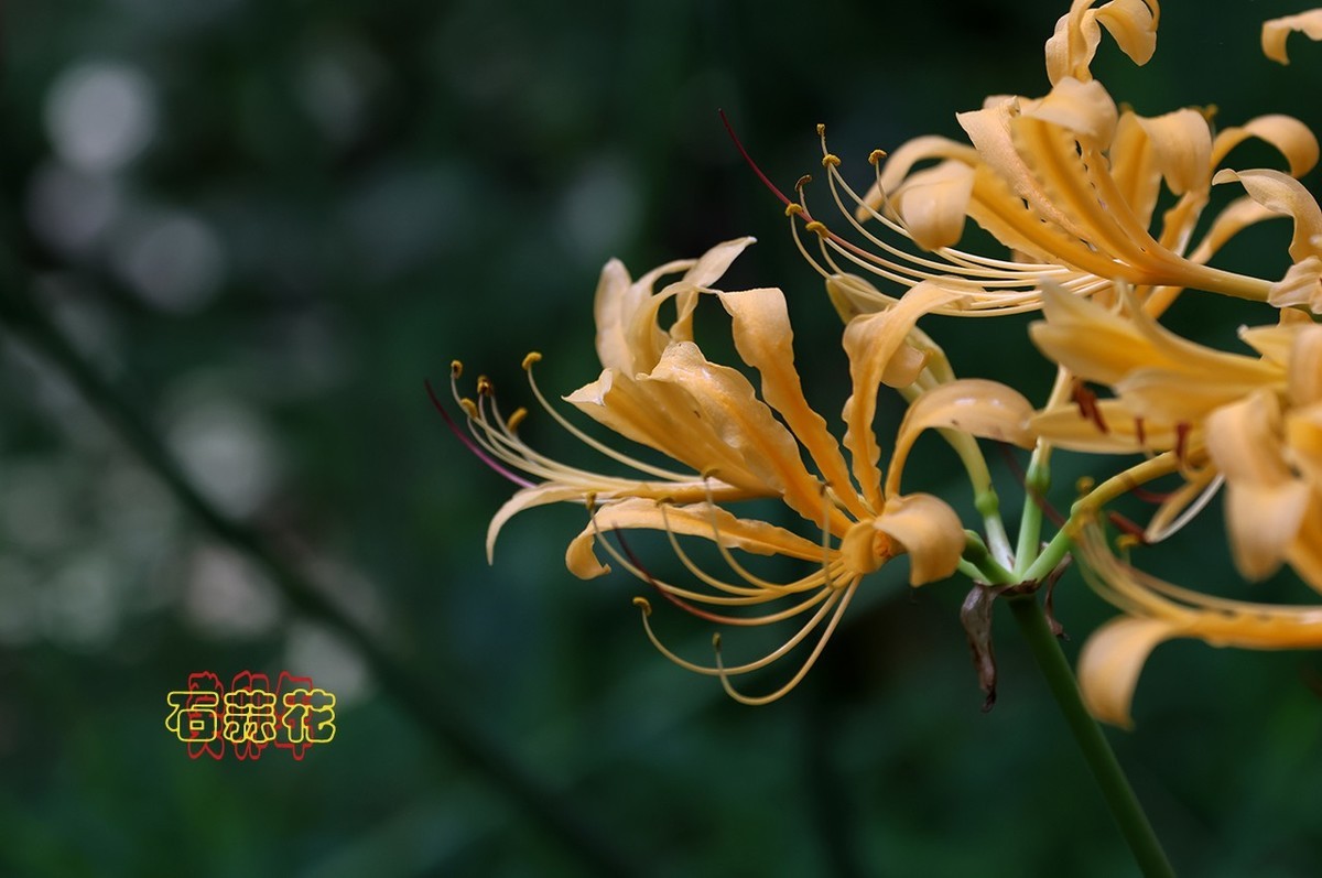 石蒜花 3【2023-0999】-中关村在线摄影论坛