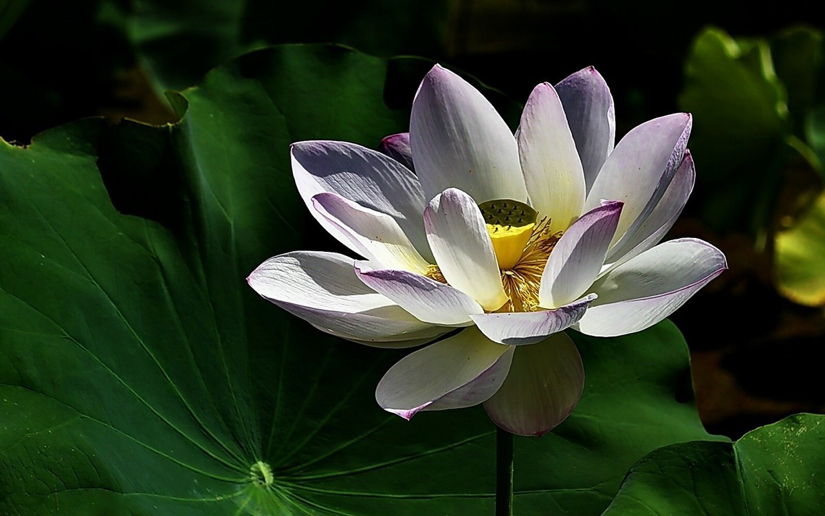 植物园荷花-中关村在线摄影论坛