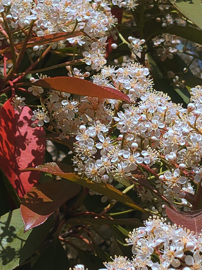 花卉系列【4399】-中关村在线摄影论坛