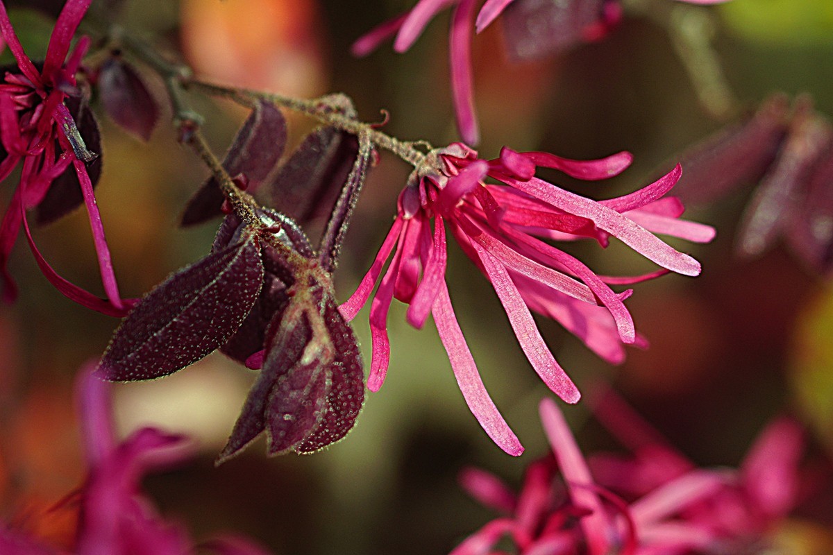 红花檵木（二）-中关村在线摄影论坛
