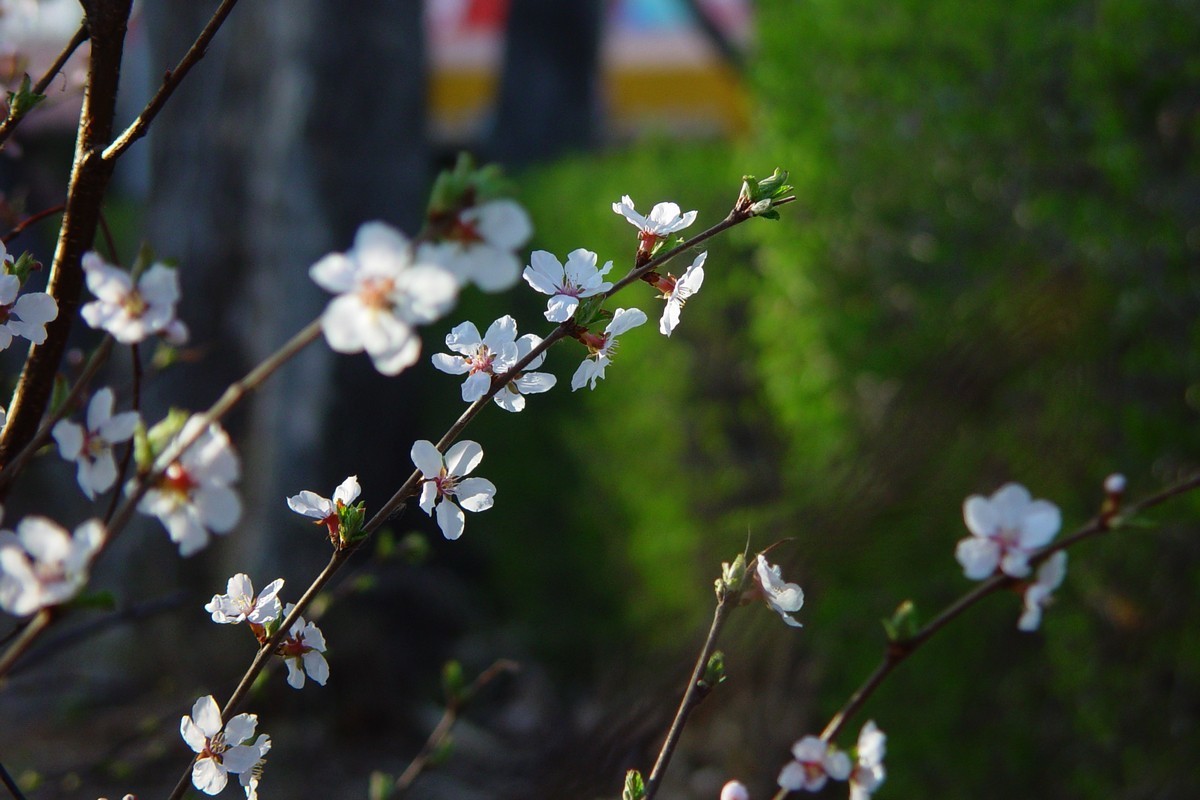 20230408初春-中关村在线摄影论坛