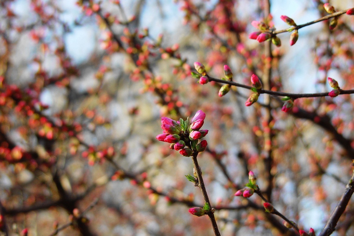 20230408初春-中关村在线摄影论坛