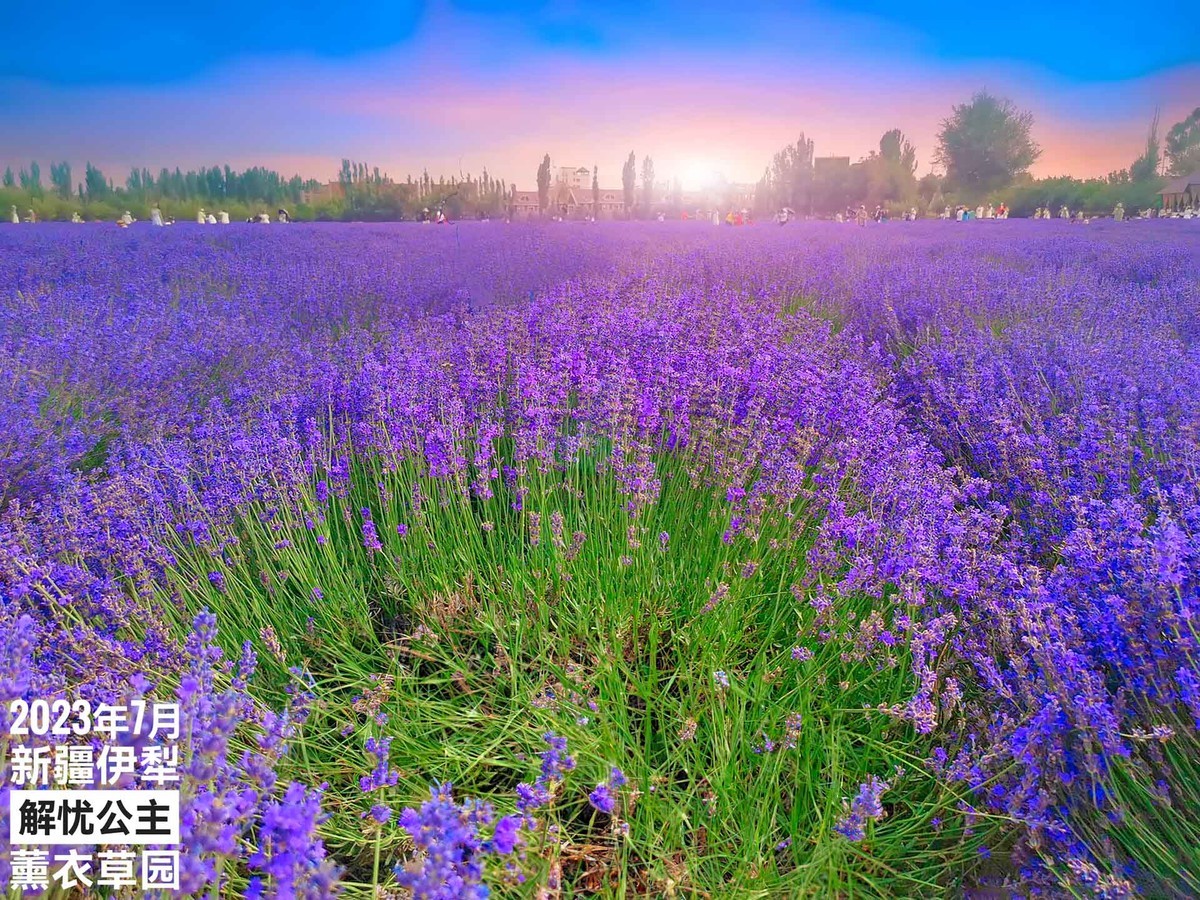 解忧公主薰衣草庄园1-中关村在线摄影论坛