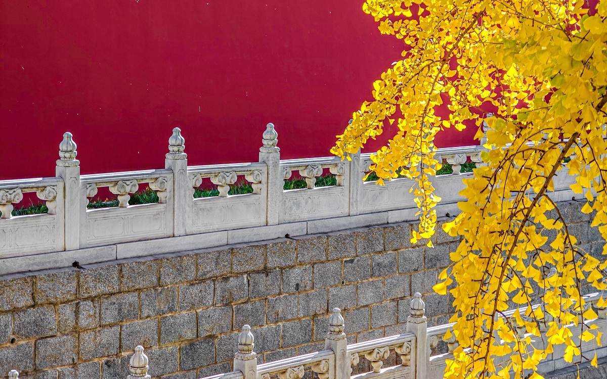 手机游拍20241105《17》-中关村在线摄影论坛