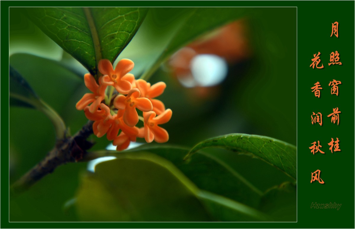 桂香报中秋（2022249）——预祝大家中秋节快乐！-中关村在线摄影论坛