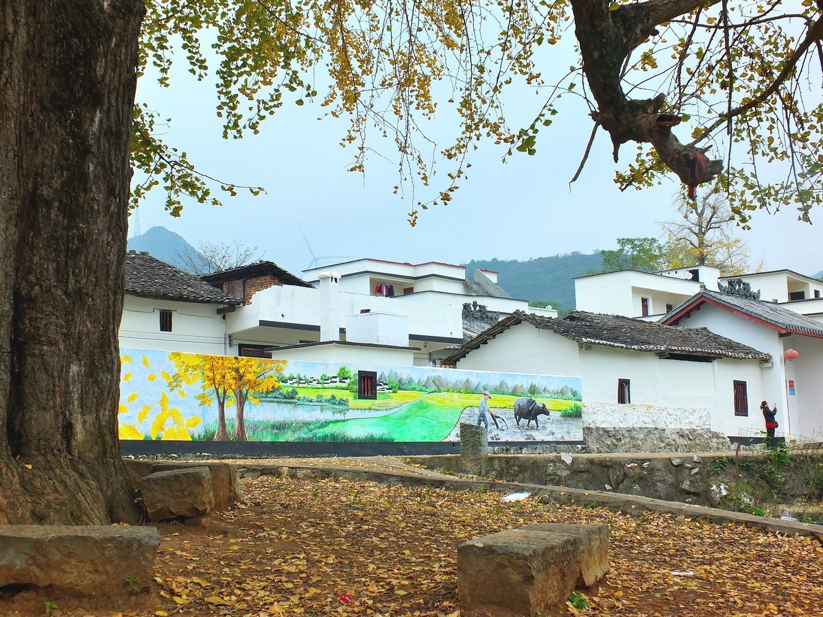 越北银杏-中关村在线摄影论坛