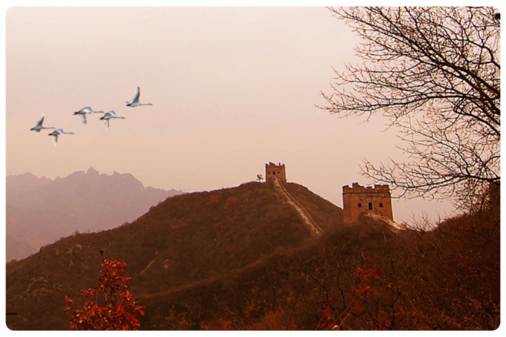 大雁东南飞-中关村在线摄影论坛