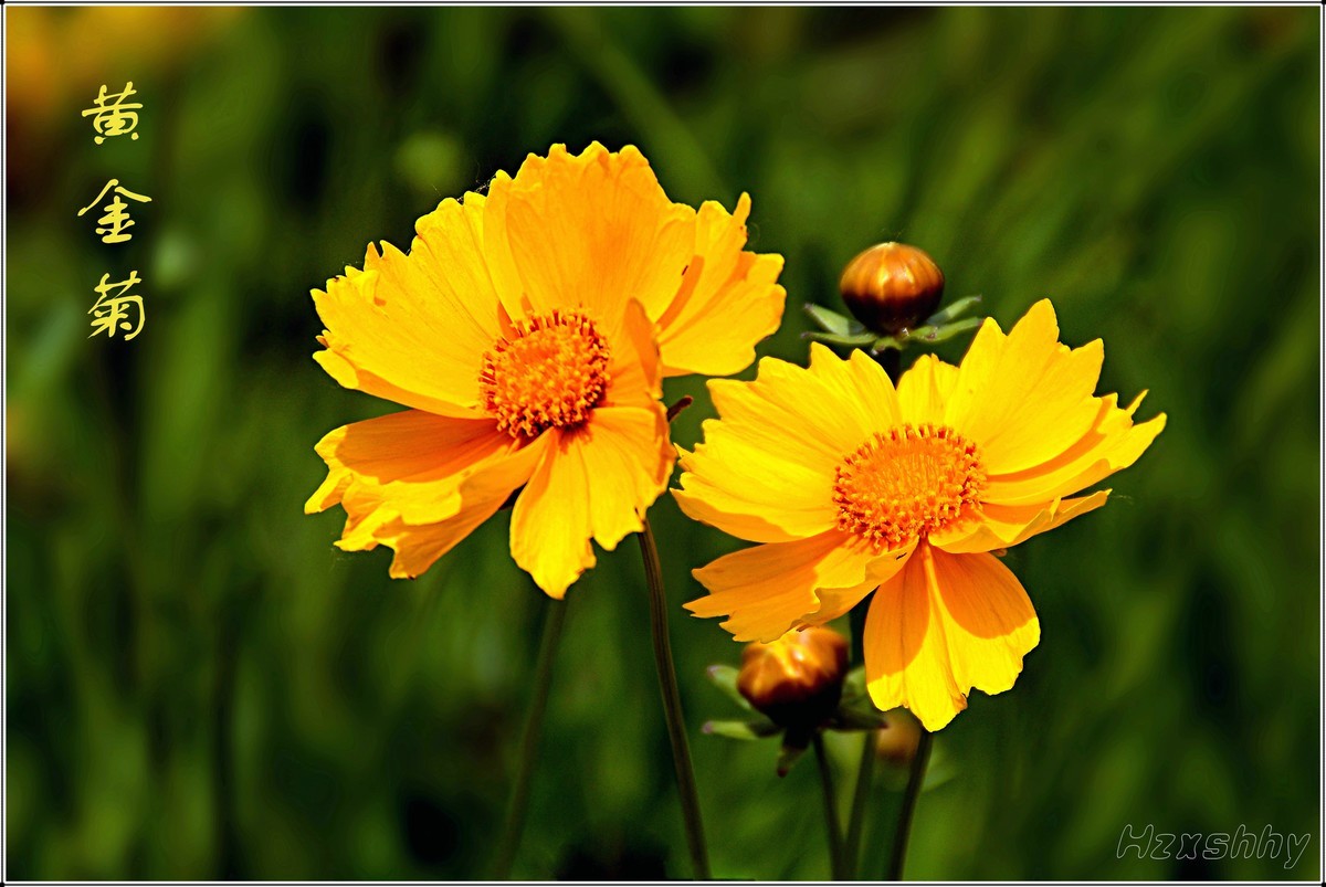 金鸡菊（2023122）-中关村在线摄影论坛