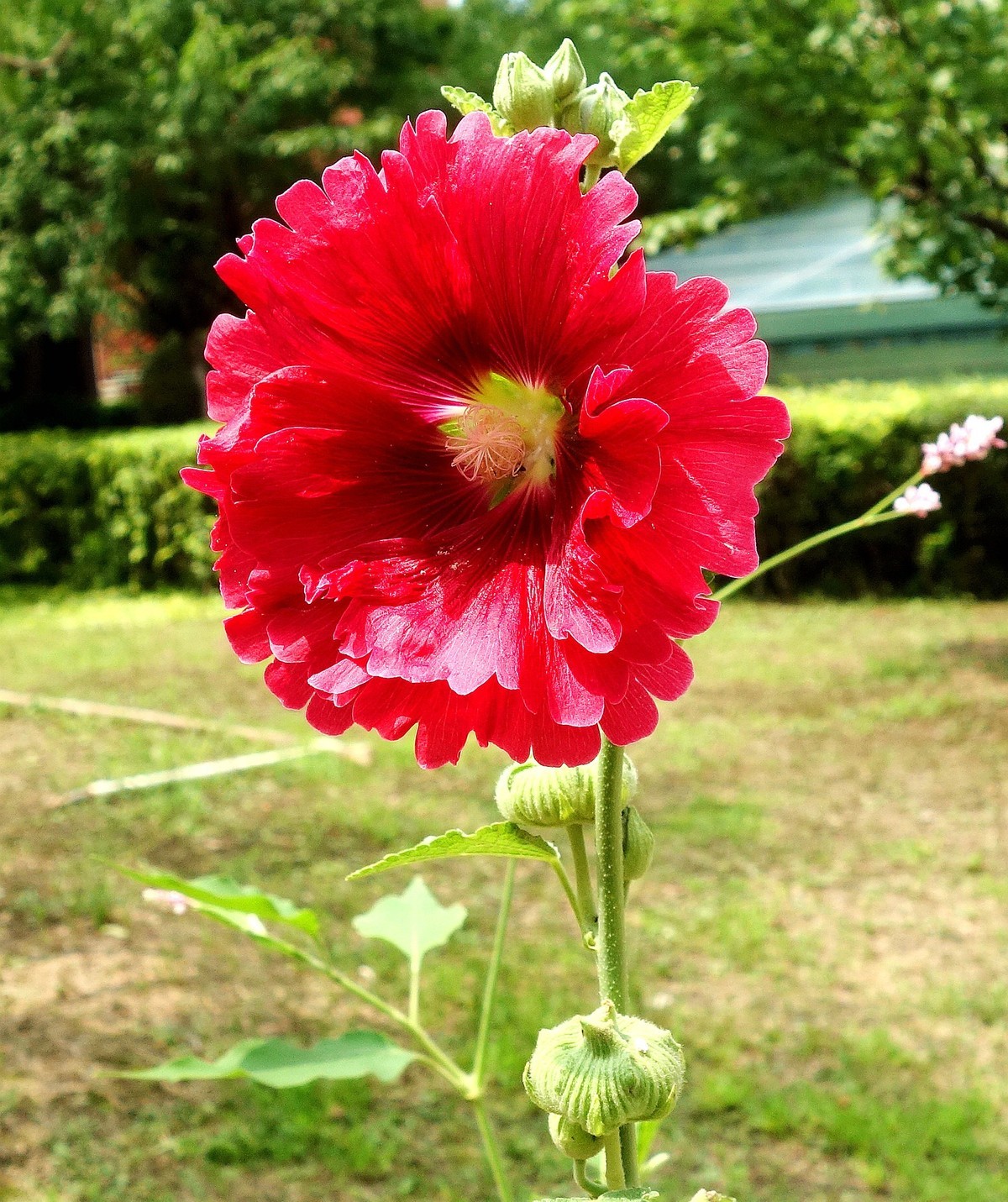 随拍芍药花儿-中关村在线摄影论坛