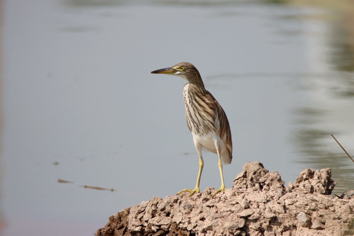 1204 池 鹭-中关村在线摄影论坛