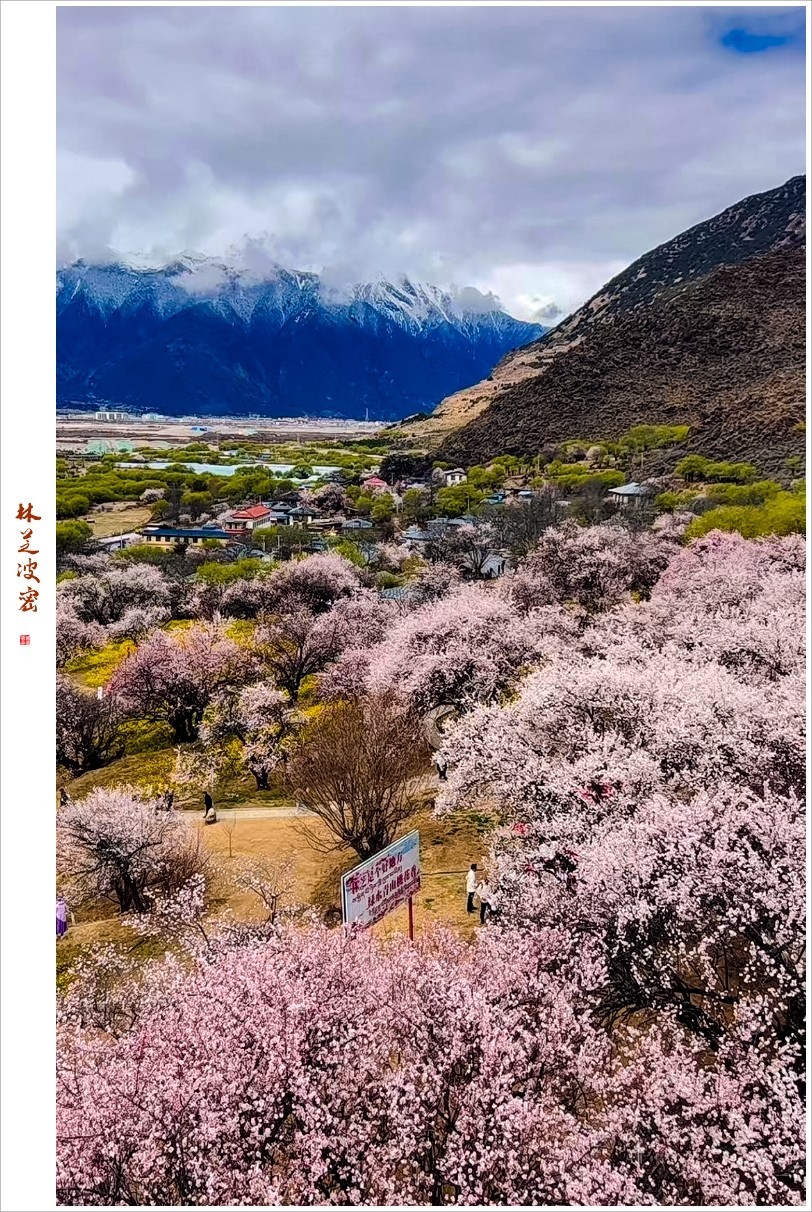 2023年第0207贴-林芝波密桃花抓拍（0330F）-中关村在线摄影论坛