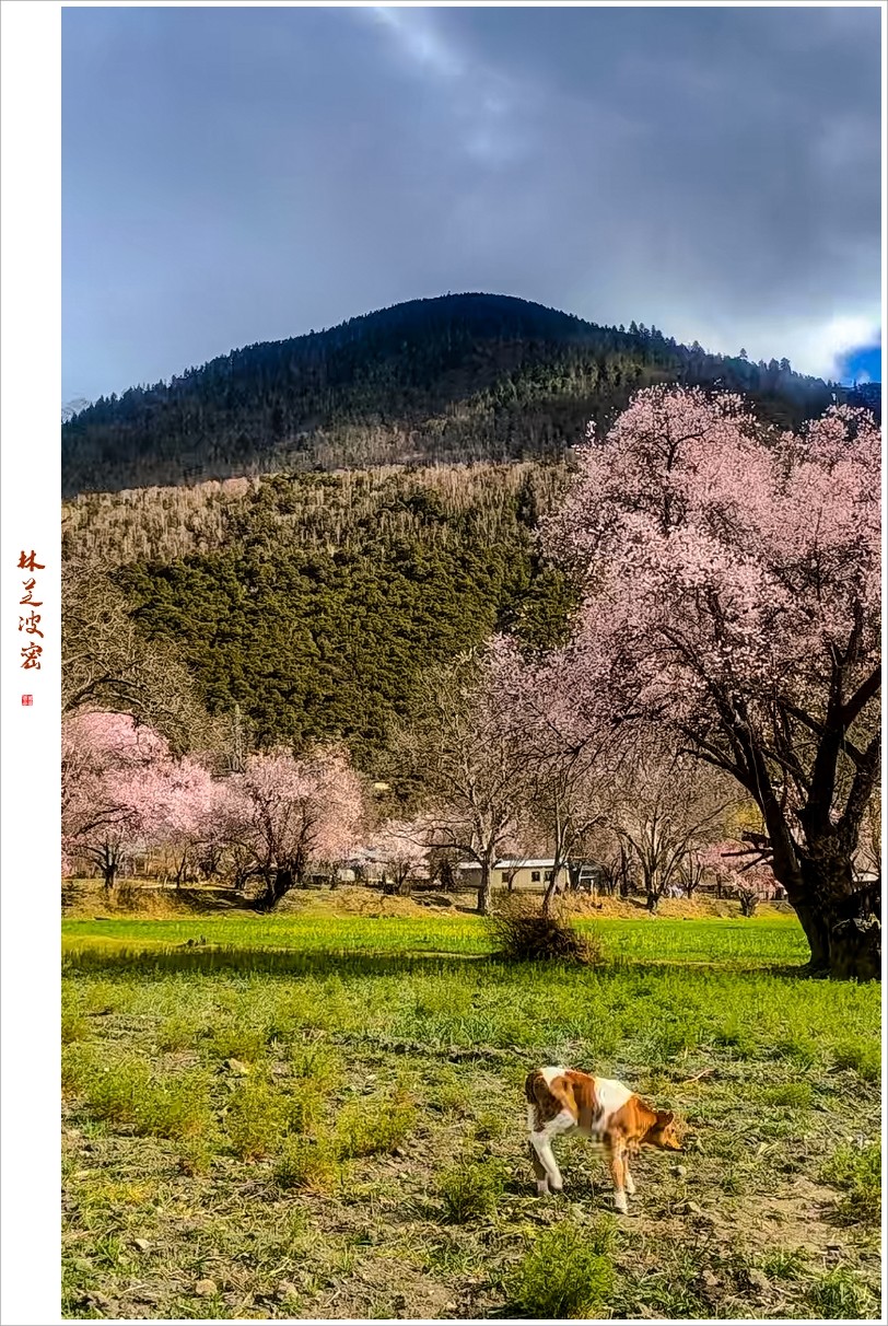 2023年第0209贴-林芝波密桃花抓拍（0330F）-中关村在线摄影论坛