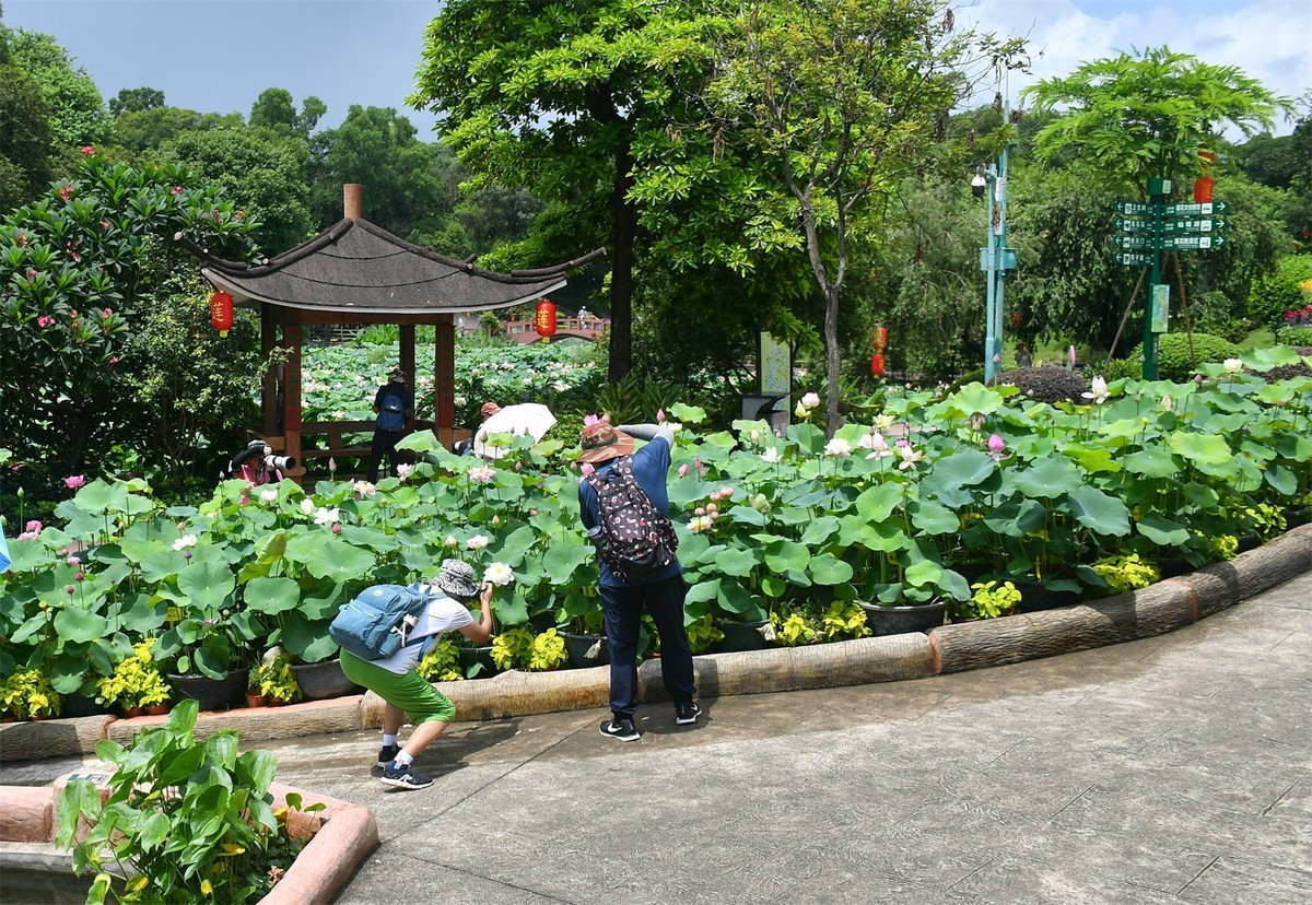 情归"荷"处-中关村在线摄影论坛
