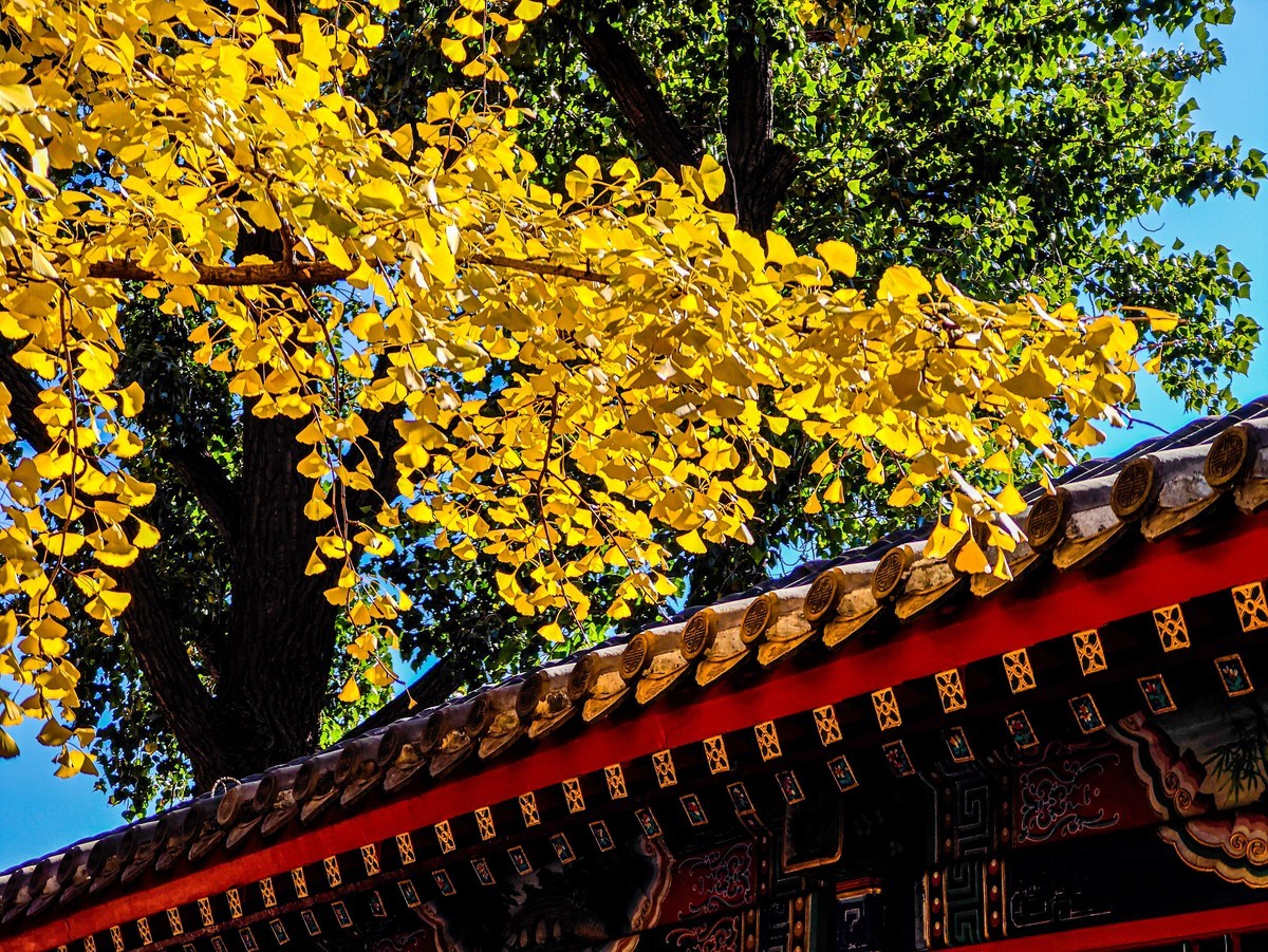 手机游拍20241105《25》-中关村在线摄影论坛